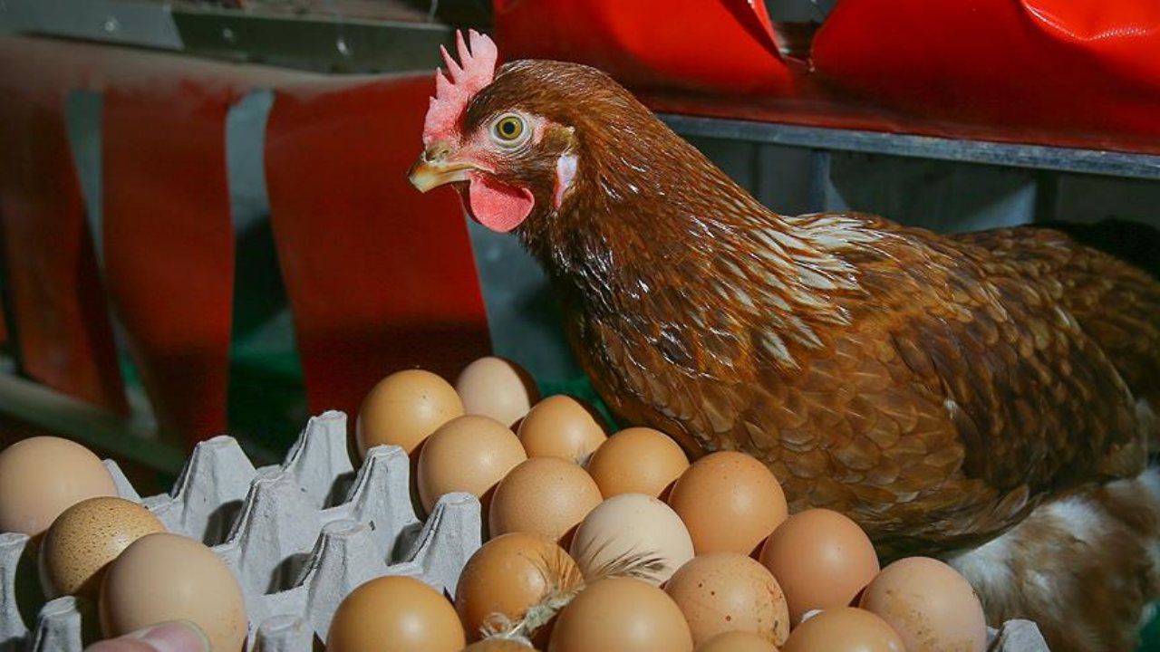 Tavuk eti üretimi yüzde 0,5 azaldı, yumurta yüzde 18,9 arttı